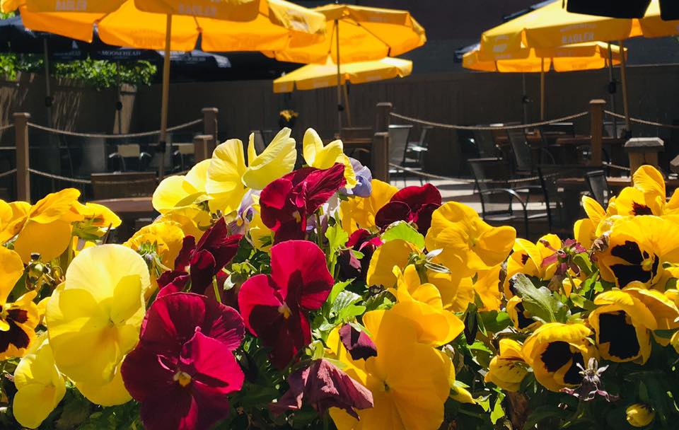 Great News! WE’RE OPENING AGAIN ON WEDNESDAY JUNE 3RD AND CAN’T WAIT TO ...